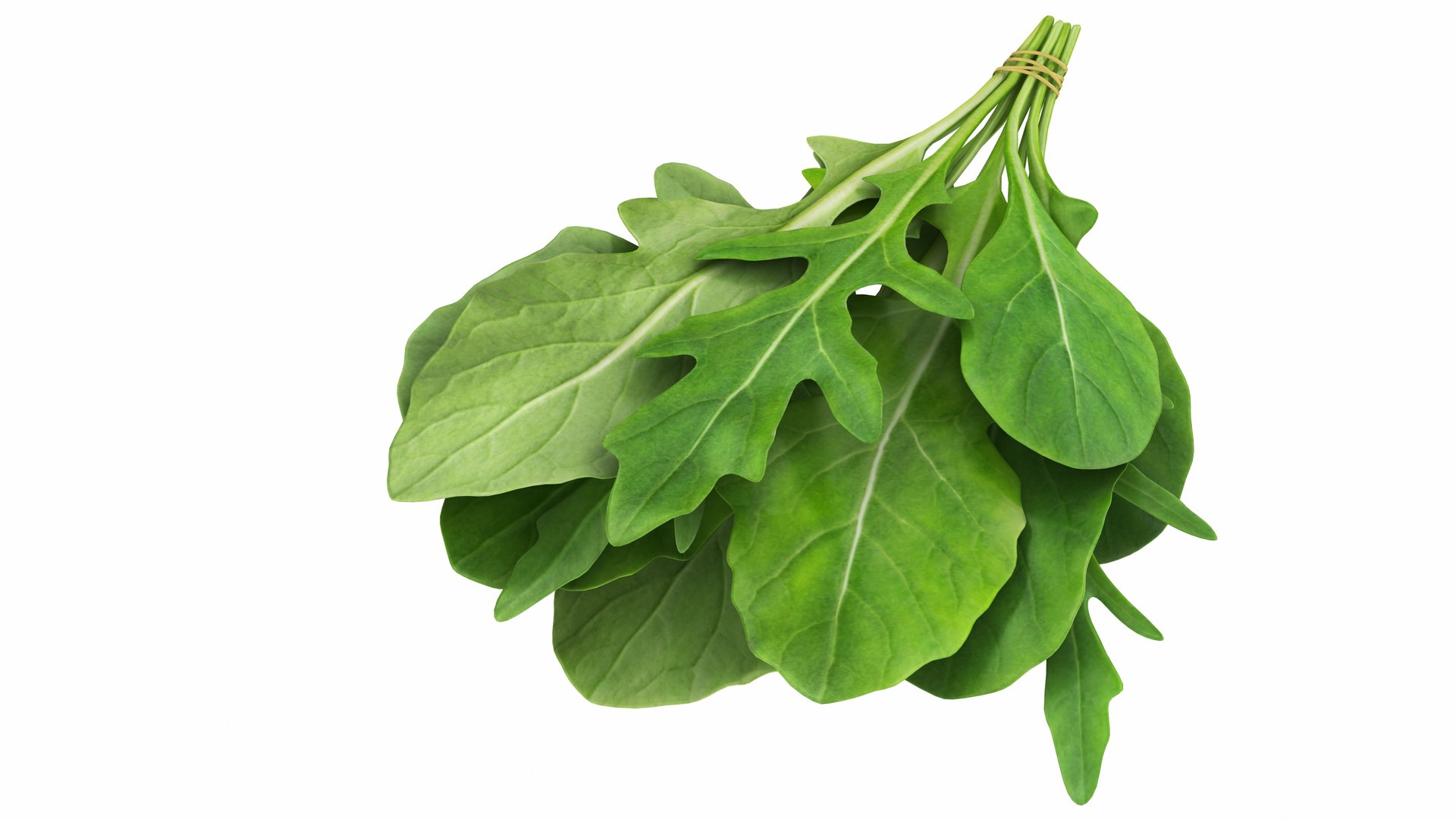 3D Arugula Bunch - TurboSquid 2515242
