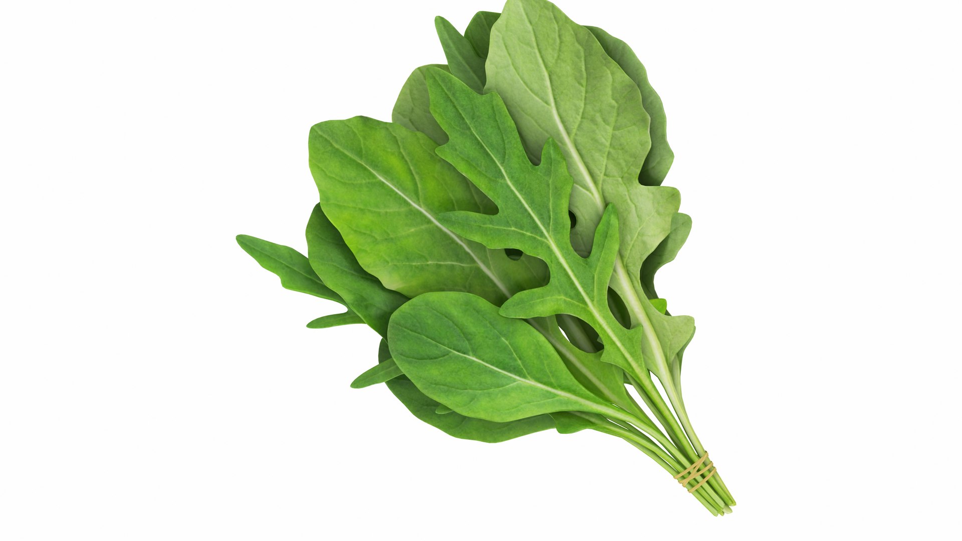3D Arugula Bunch - TurboSquid 2515242
