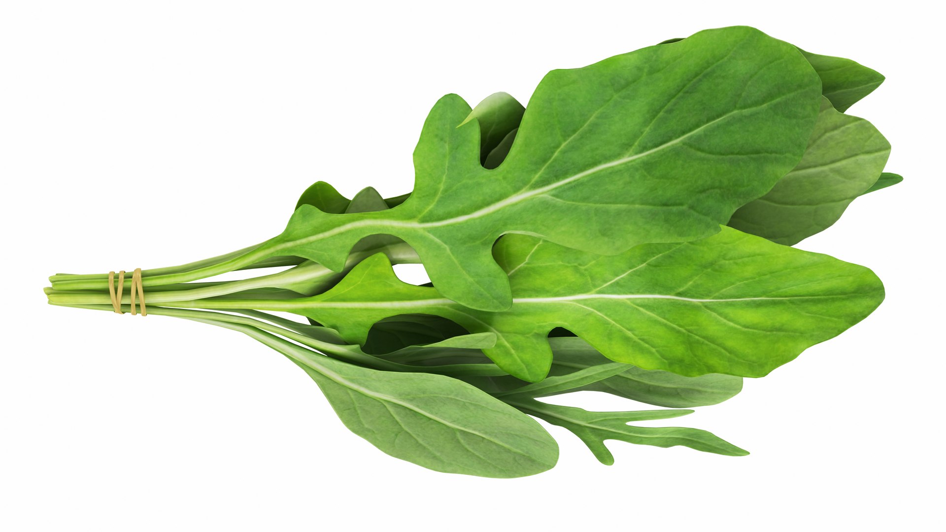 3D Arugula Bunch - TurboSquid 2515242