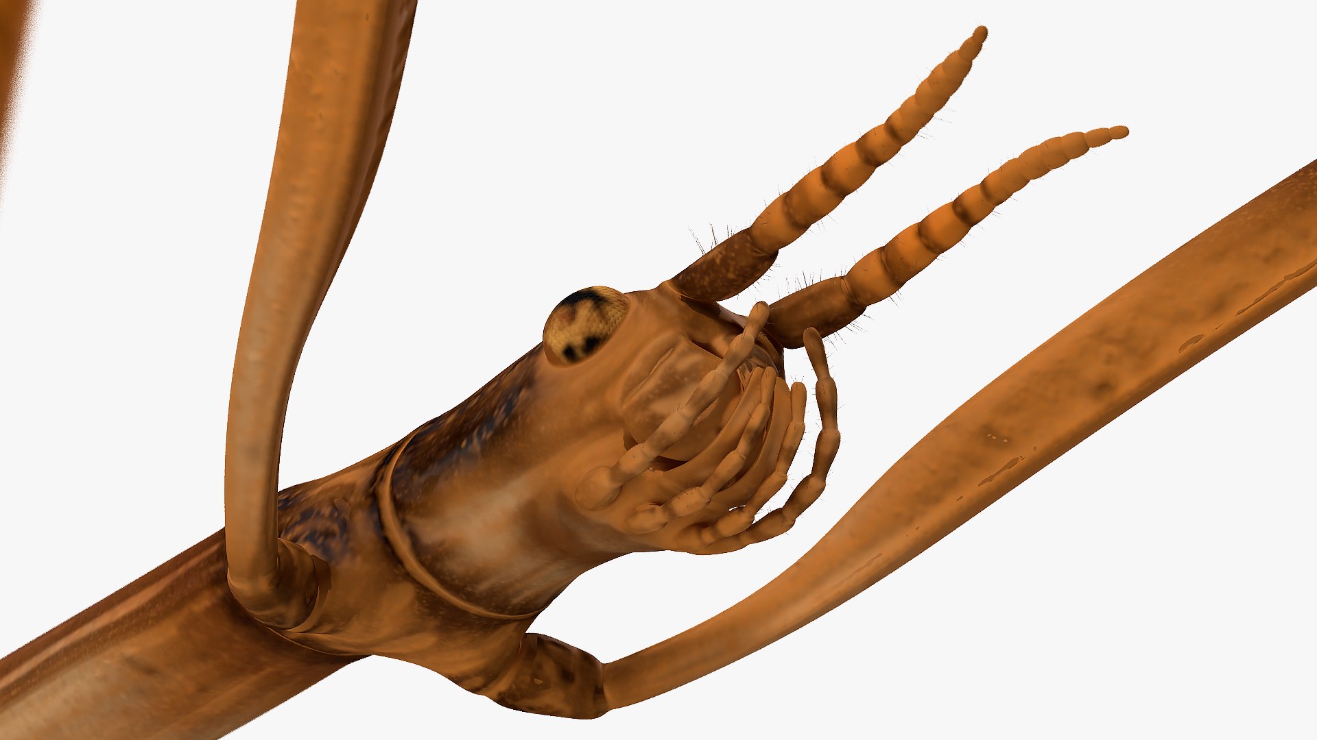 Stick insect brown model - TurboSquid 1469610