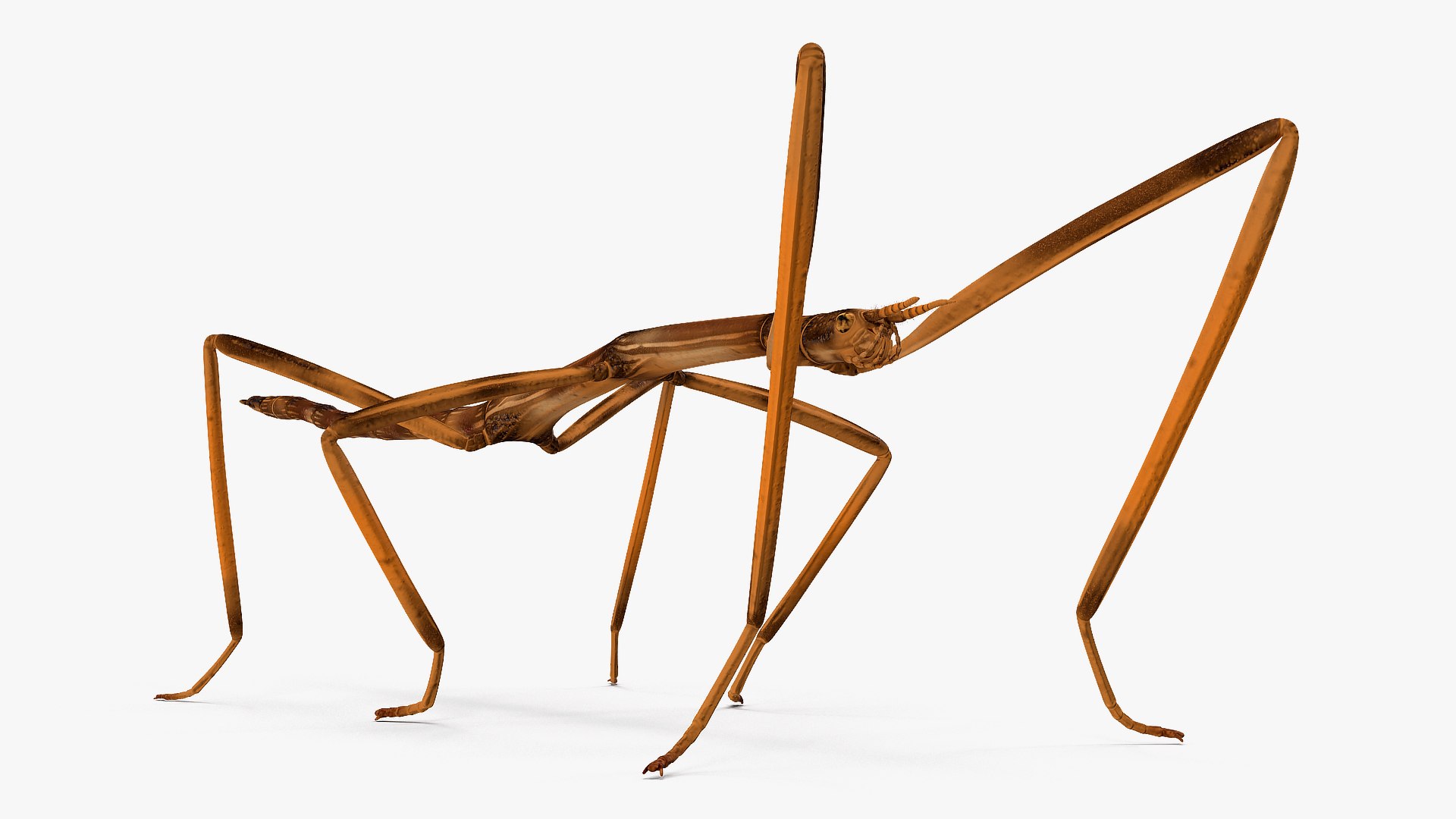 Stick insect brown model - TurboSquid 1469610