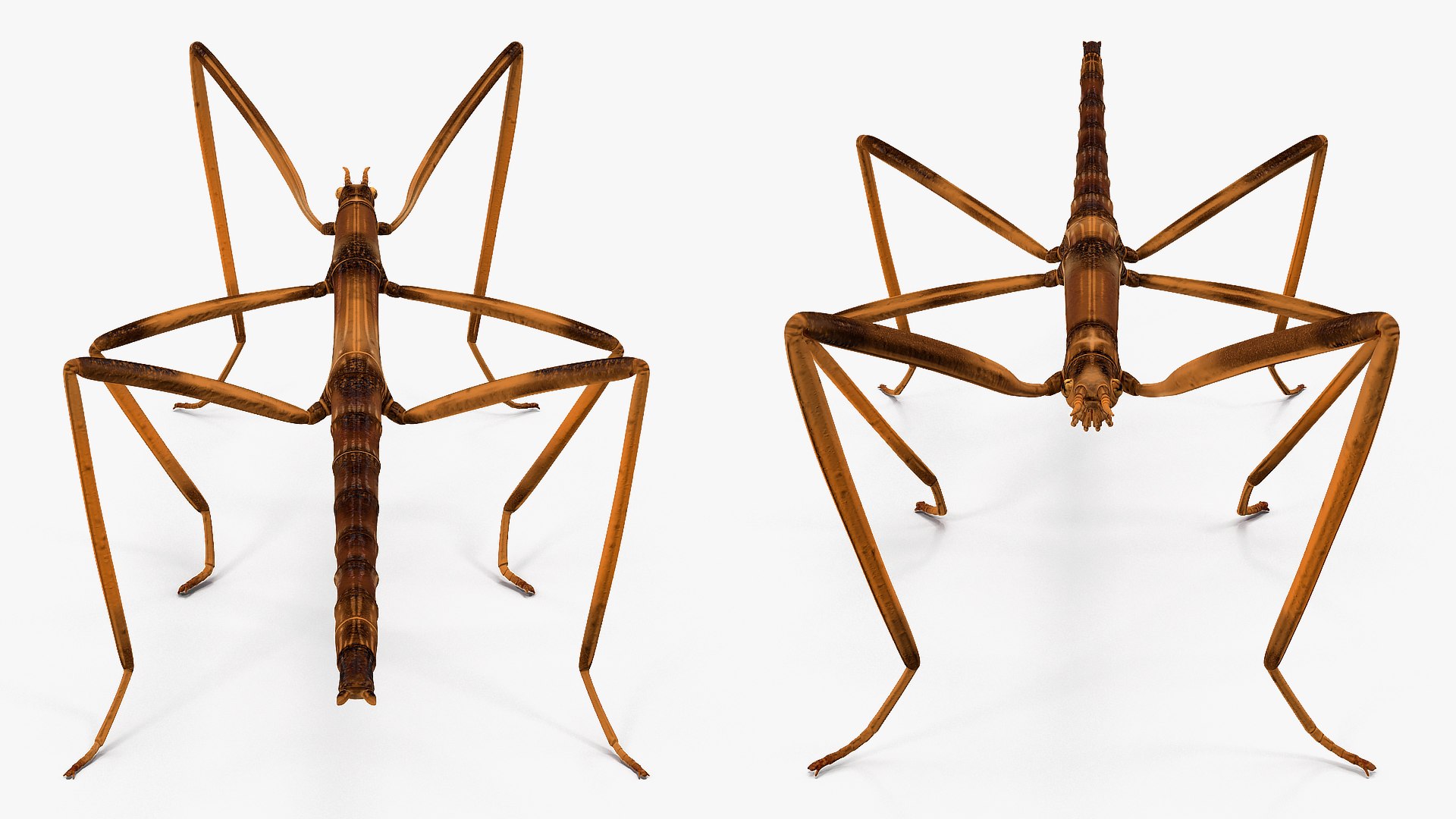 Stick insect brown model - TurboSquid 1469610