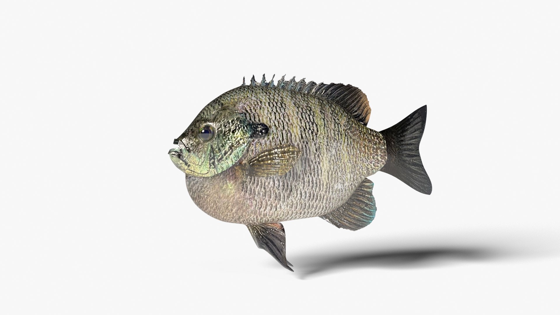 Trophy Bluegill Model - TurboSquid 1888975