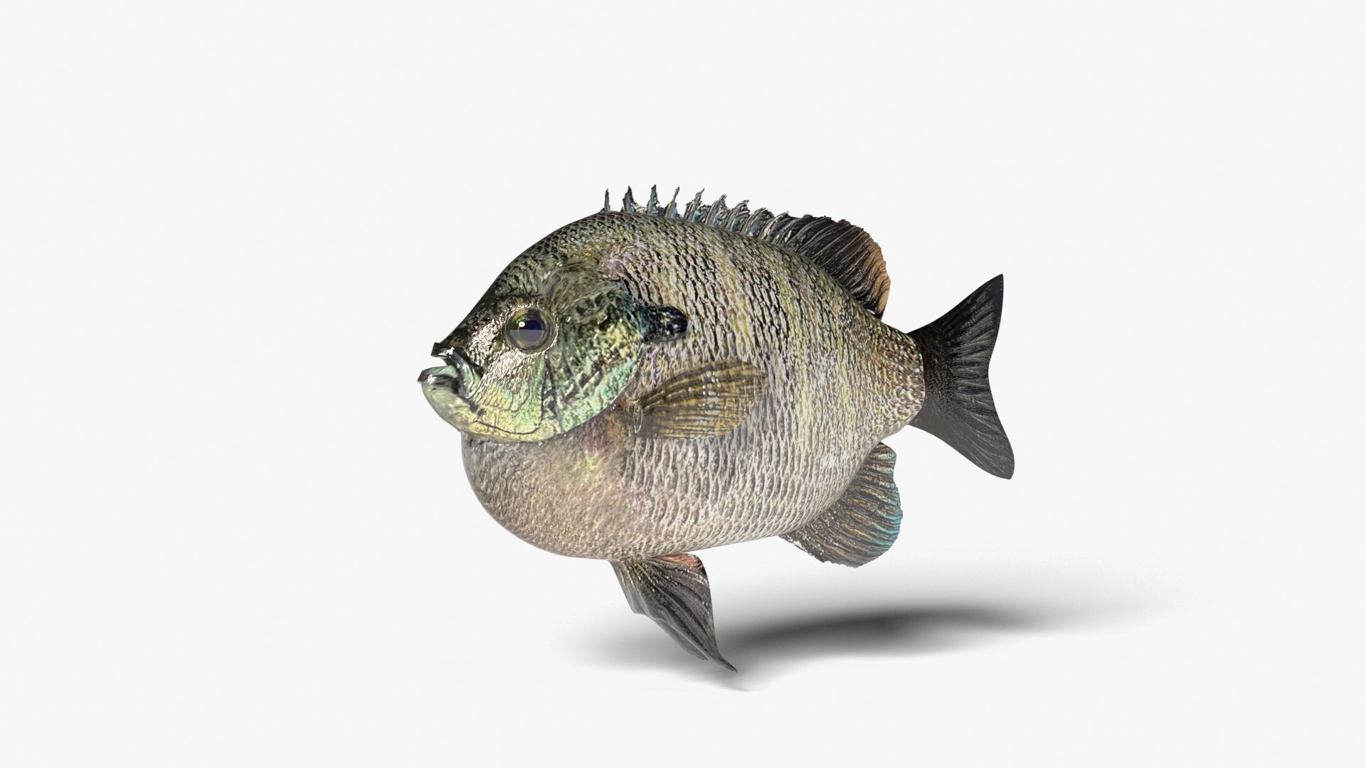 Trophy Bluegill 3D 모델 - TurboSquid 1888975