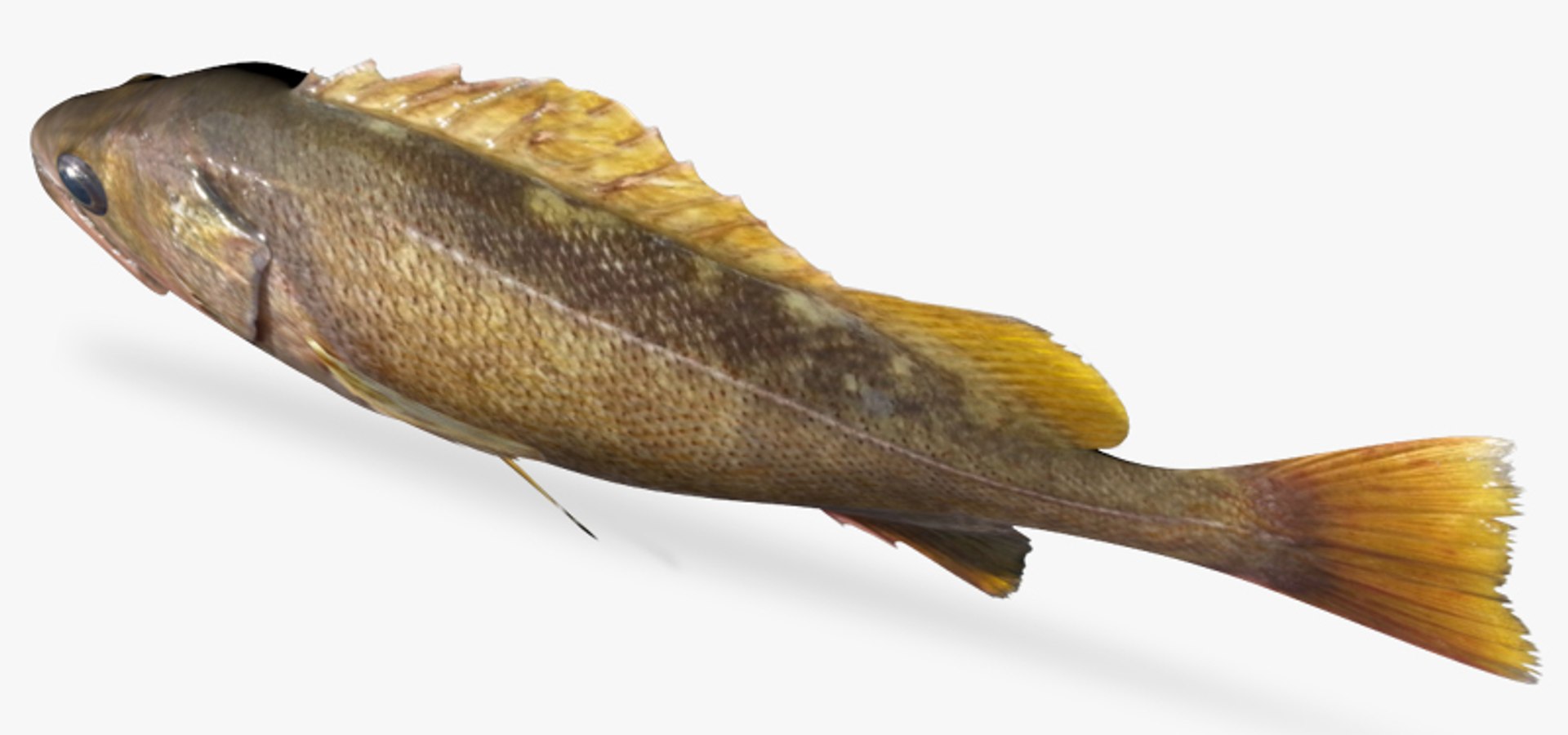 yellowtail rockfish 3d x