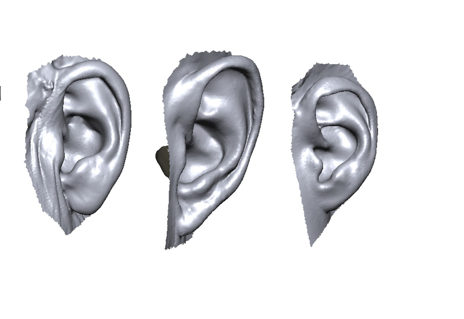 3D Ears Scan Model - TurboSquid 1254599
