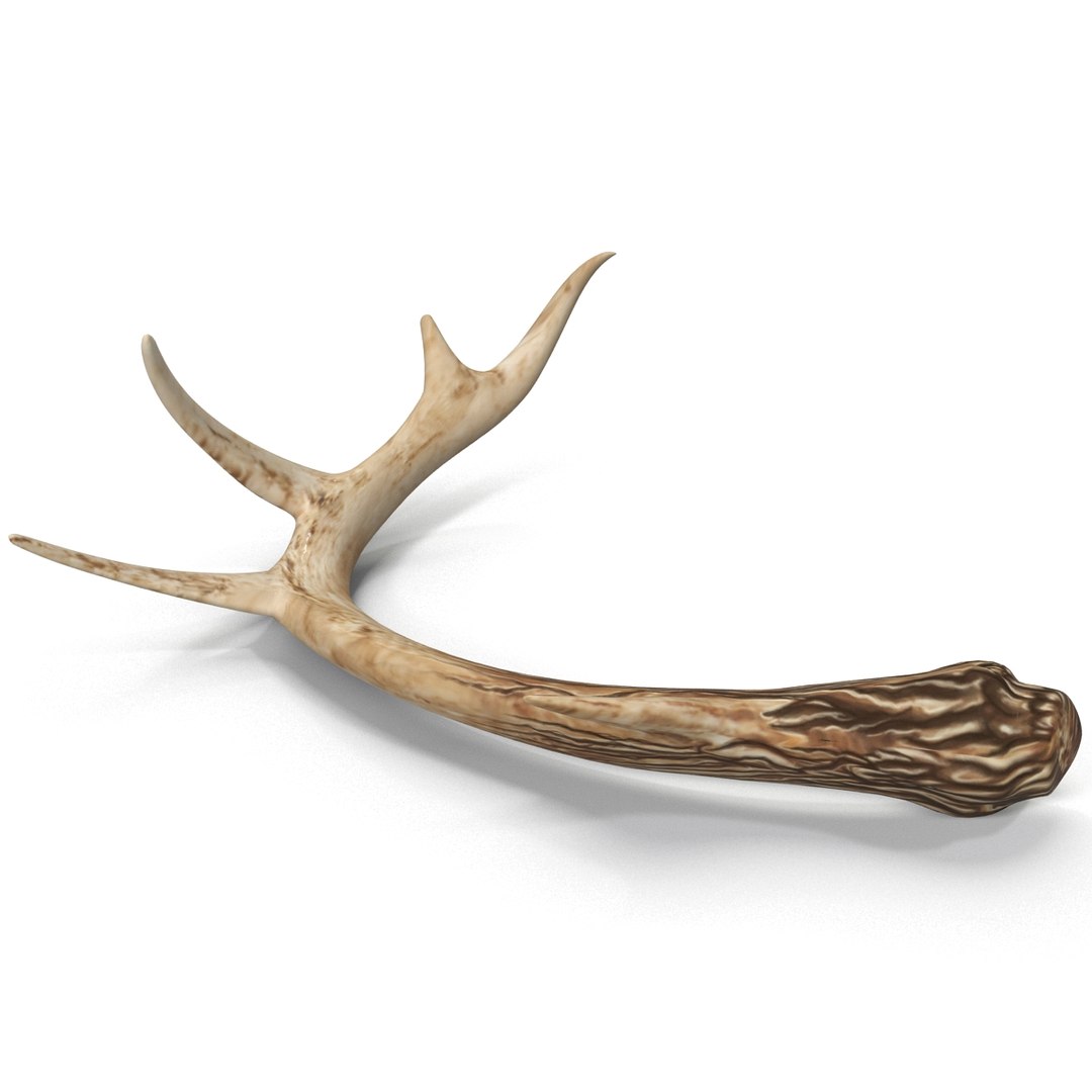 Deer Antler 2 3d Model