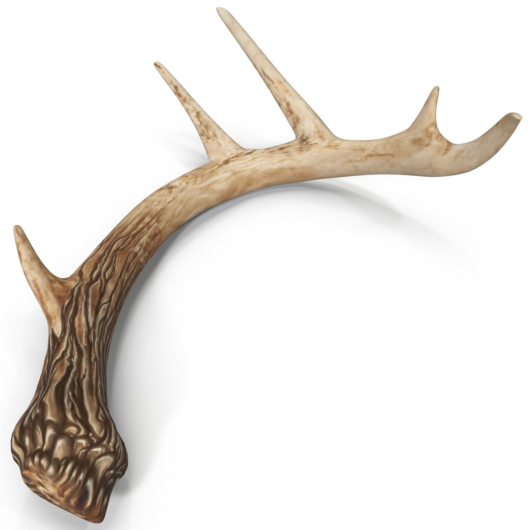 Deer Antler 2 3d Model