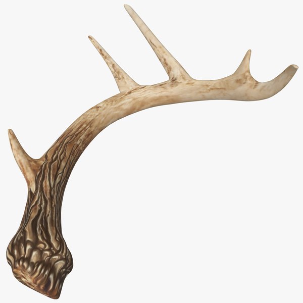 deer antler 2 3d model