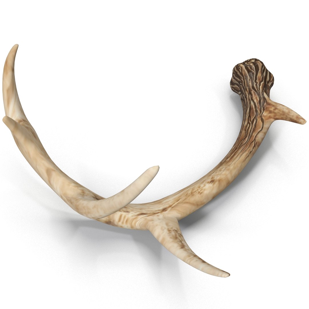 Deer Antler 2 3d Model