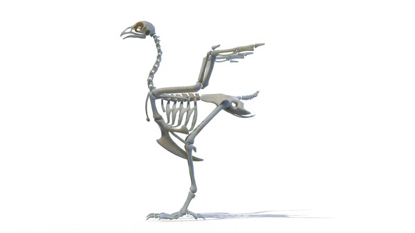 Chicken Body Skeleton and Organs Static 3D - TurboSquid 1911378