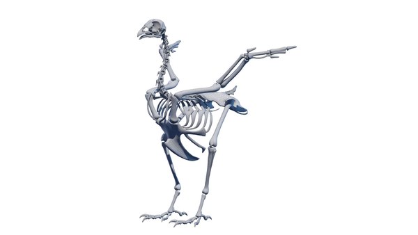 Esqueleto corporal de frango e órgãos estáticos Modelo 3D - TurboSquid ...
