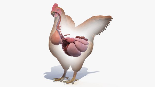 Esqueleto corporal de frango e órgãos estáticos Modelo 3D - TurboSquid ...