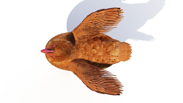 Chicken Body Skeleton and Organs Static Modelo 3D - TurboSquid 1911378