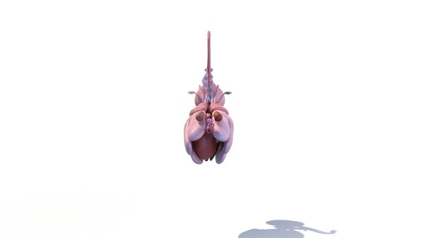 Esqueleto corporal de frango e órgãos estáticos Modelo 3D - TurboSquid ...