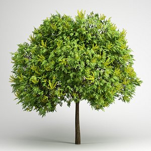 3d common walnut tree juglans model