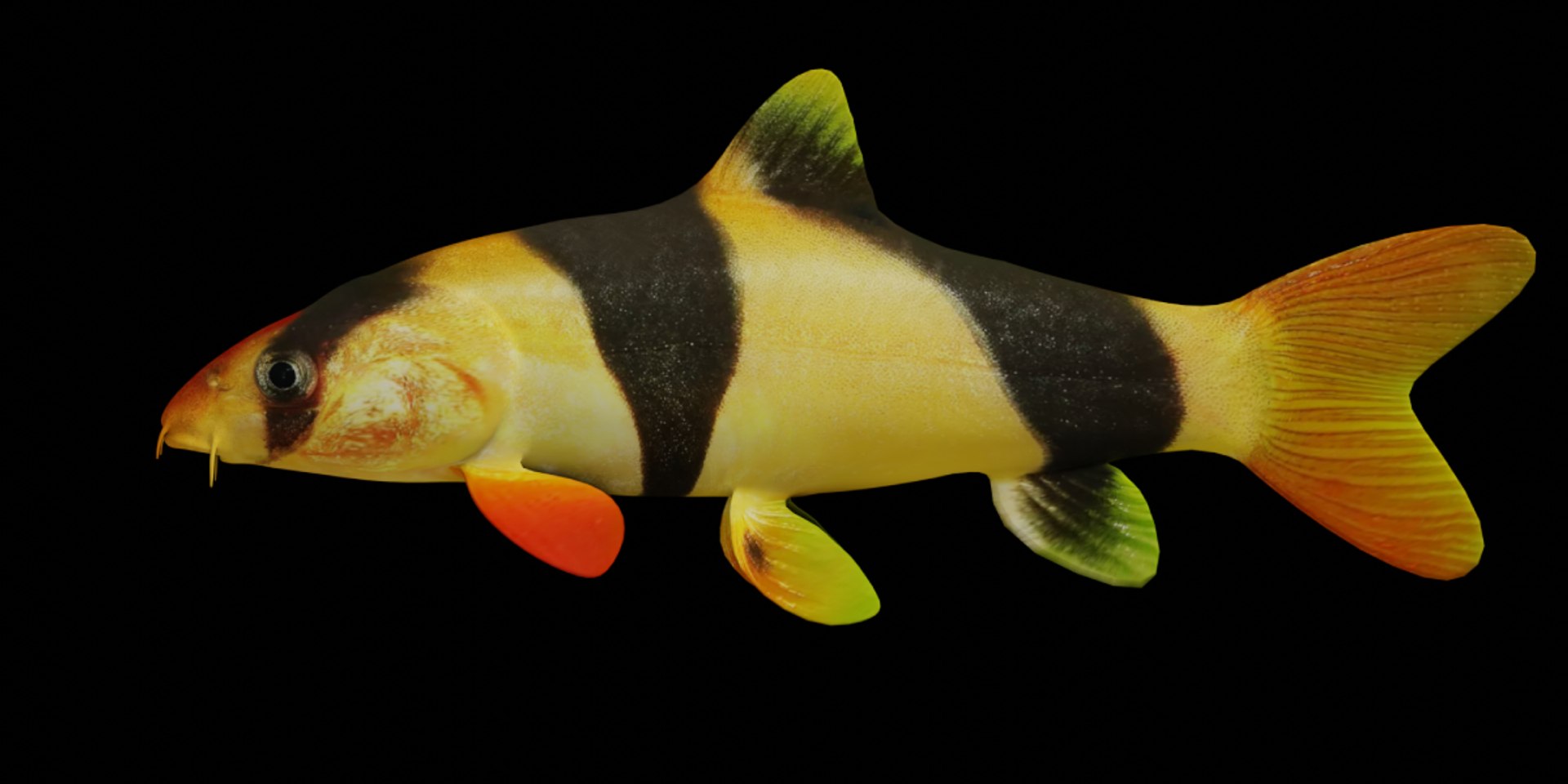 Clown Loach Fish 3D Model - TurboSquid 2326916