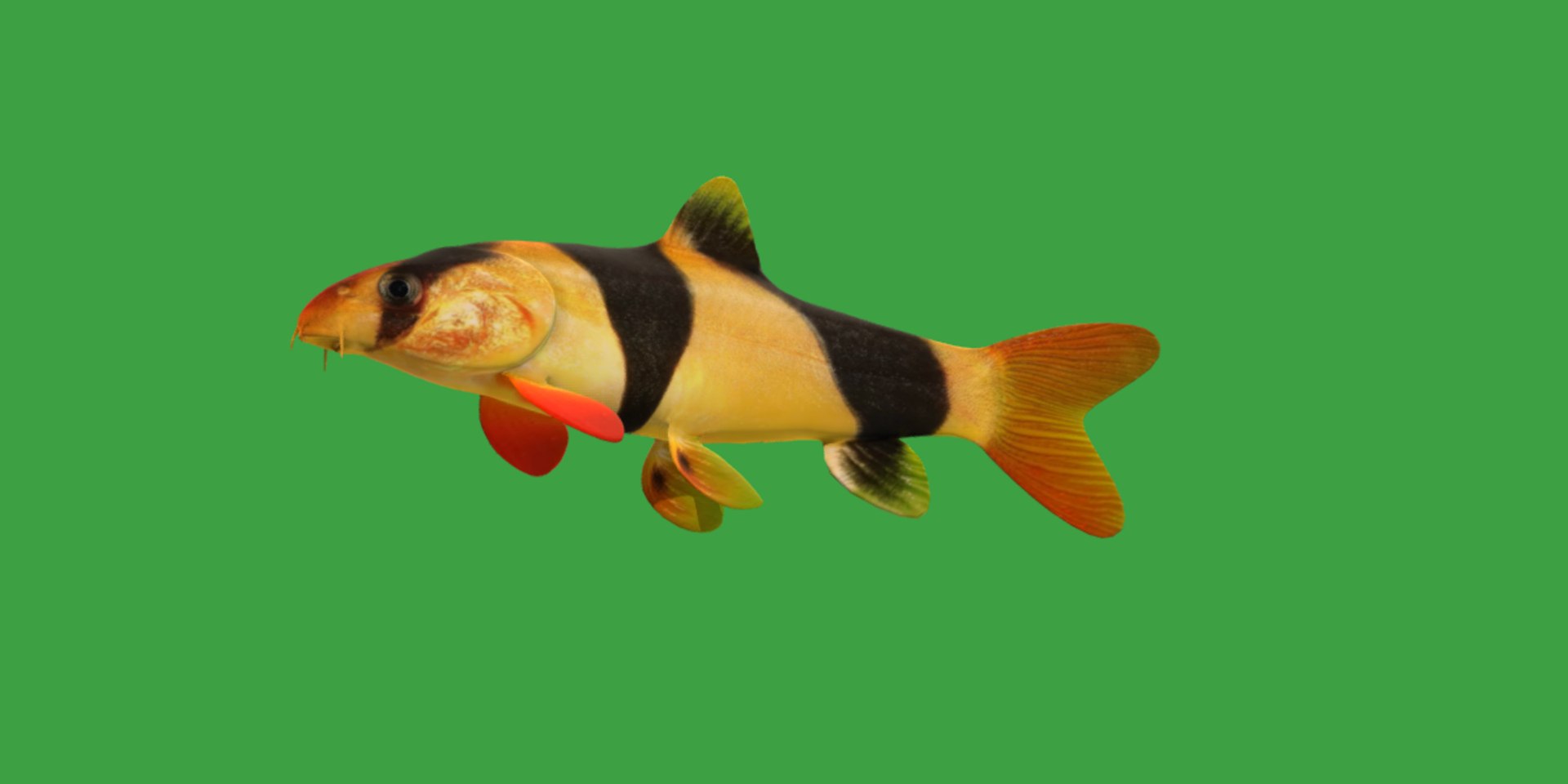 Clown Loach Fish 3D Model - TurboSquid 2326916