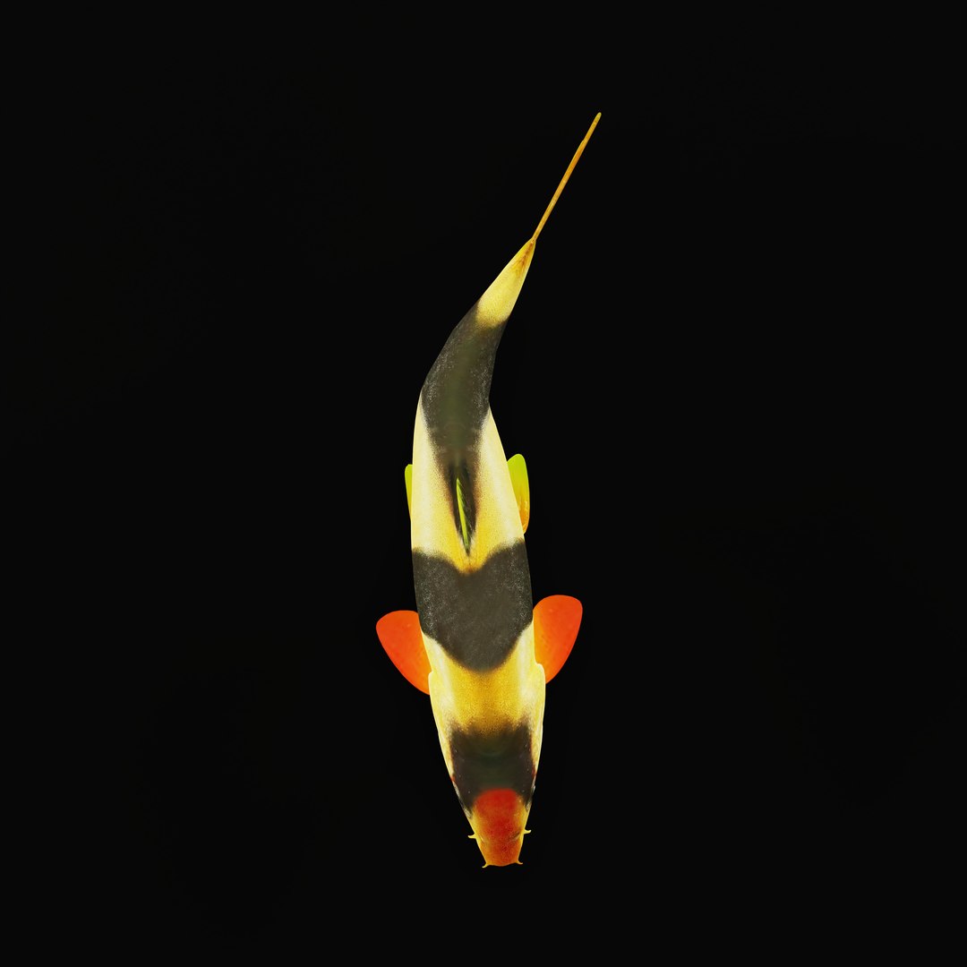 Clown Loach Fish 3D Model - TurboSquid 2326916