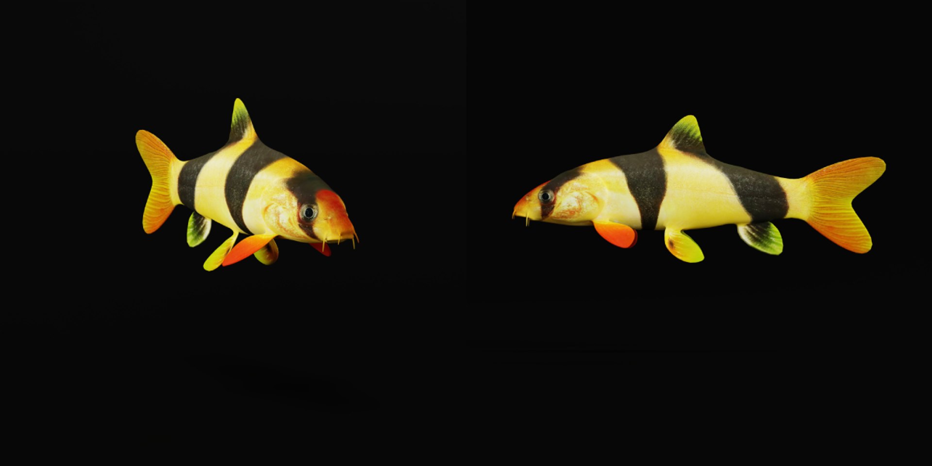 Clown Loach Fish 3D Model - TurboSquid 2326916