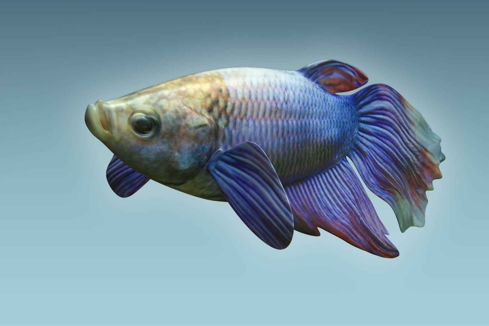Betta fish 3D model - TurboSquid 1204212