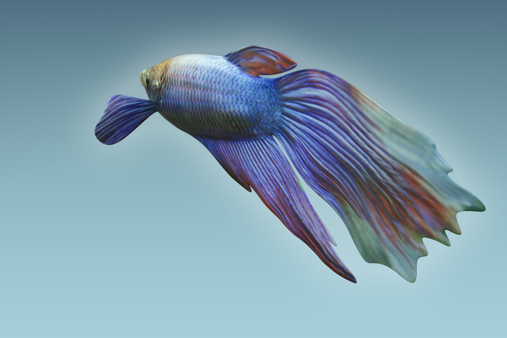 Betta fish 3D model - TurboSquid 1204212