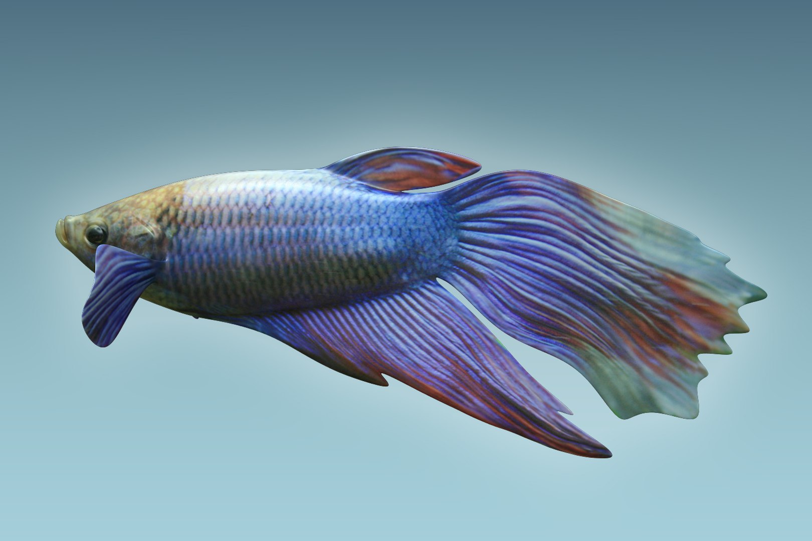 Betta fish 3D model - TurboSquid 1204212