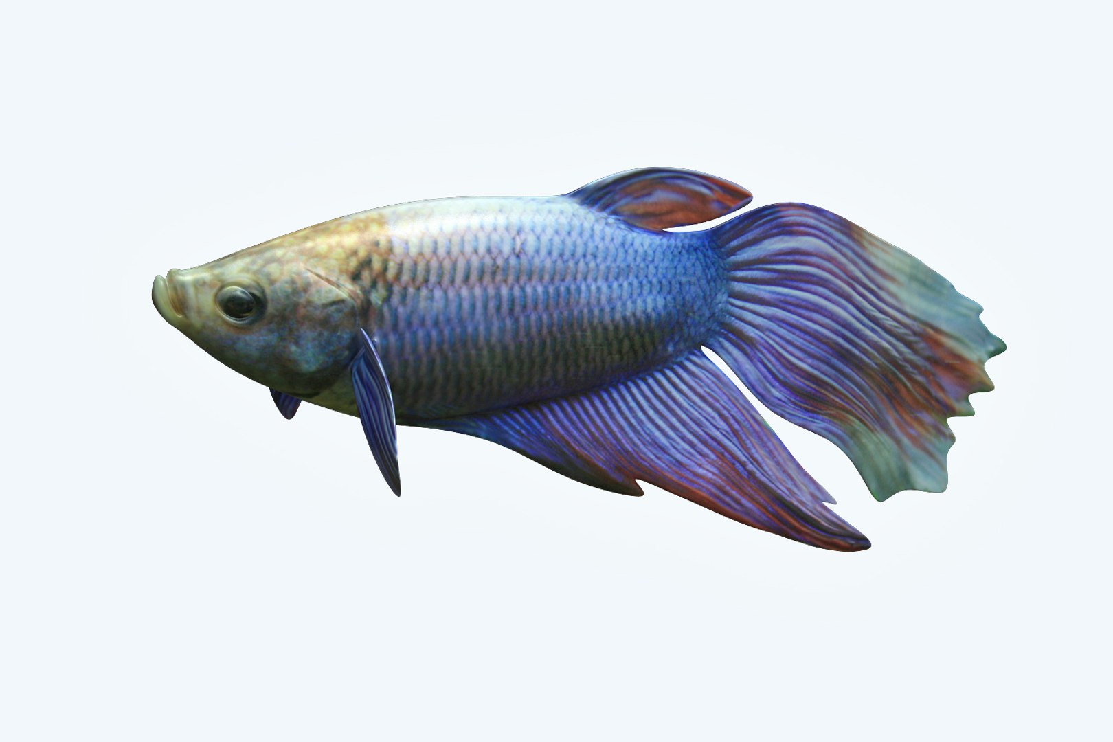 Betta fish 3D model - TurboSquid 1204212
