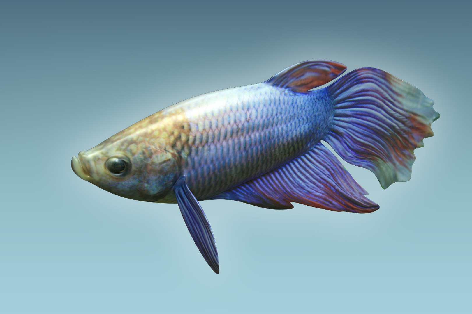 Betta fish 3D model - TurboSquid 1204212