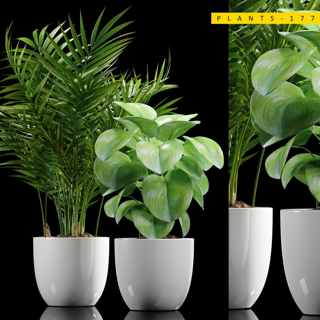 Plant 177 3D Model - TurboSquid 1402772