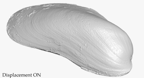 3D model mussel shell | 1143470 | TurboSquid