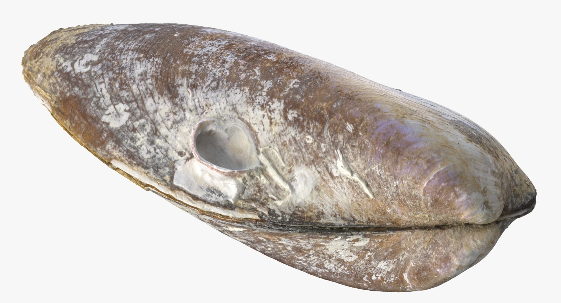 3D model mussel shell | 1143470 | TurboSquid