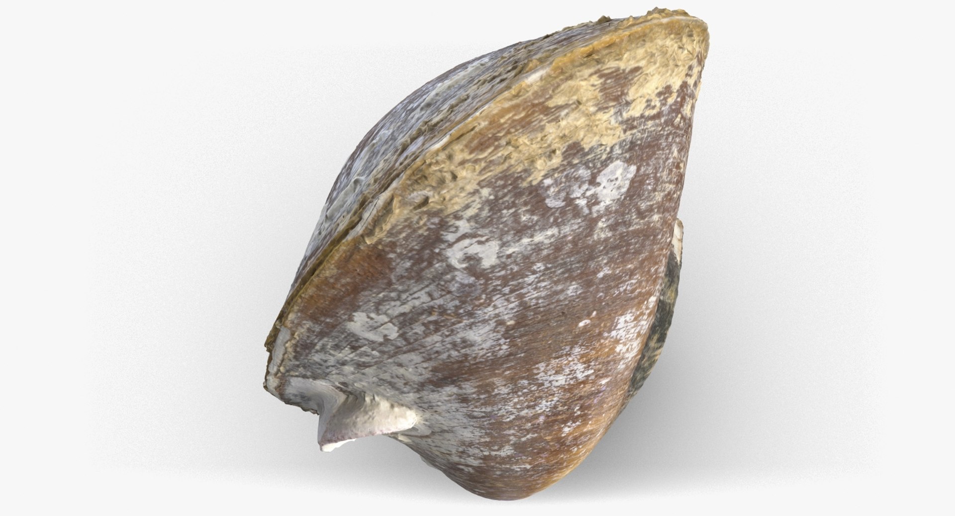 3D model mussel shell | 1143470 | TurboSquid