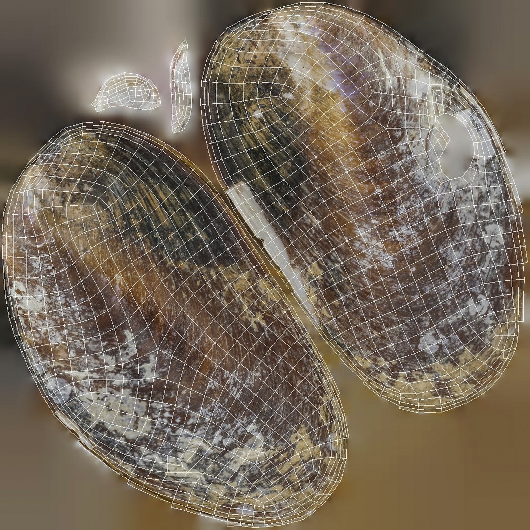 3D model mussel shell | 1143470 | TurboSquid