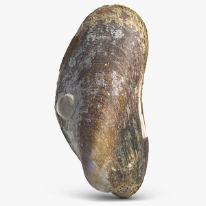 3D sea shell 1m raw model - TurboSquid 1188366