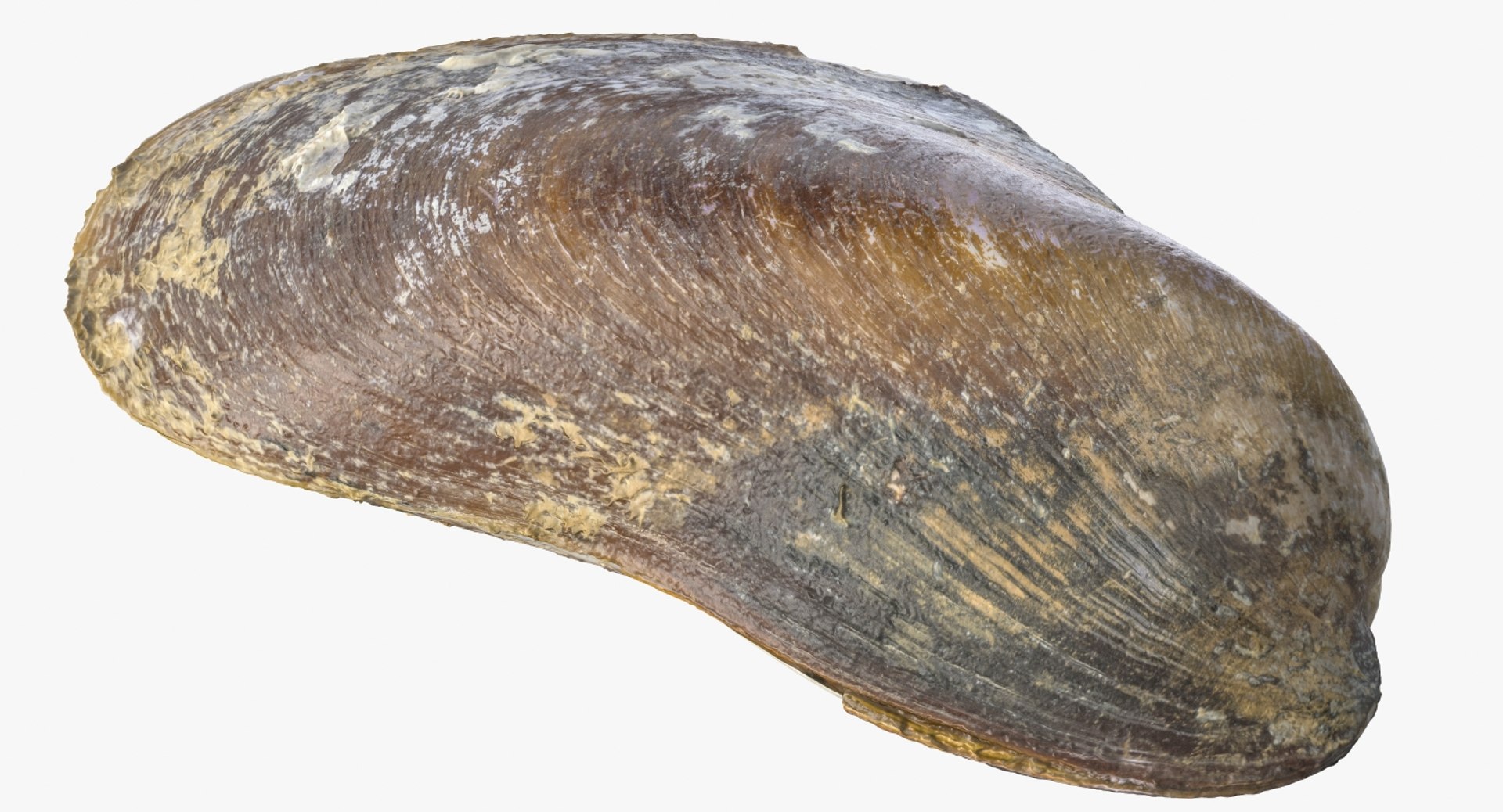 3D model mussel shell | 1143470 | TurboSquid