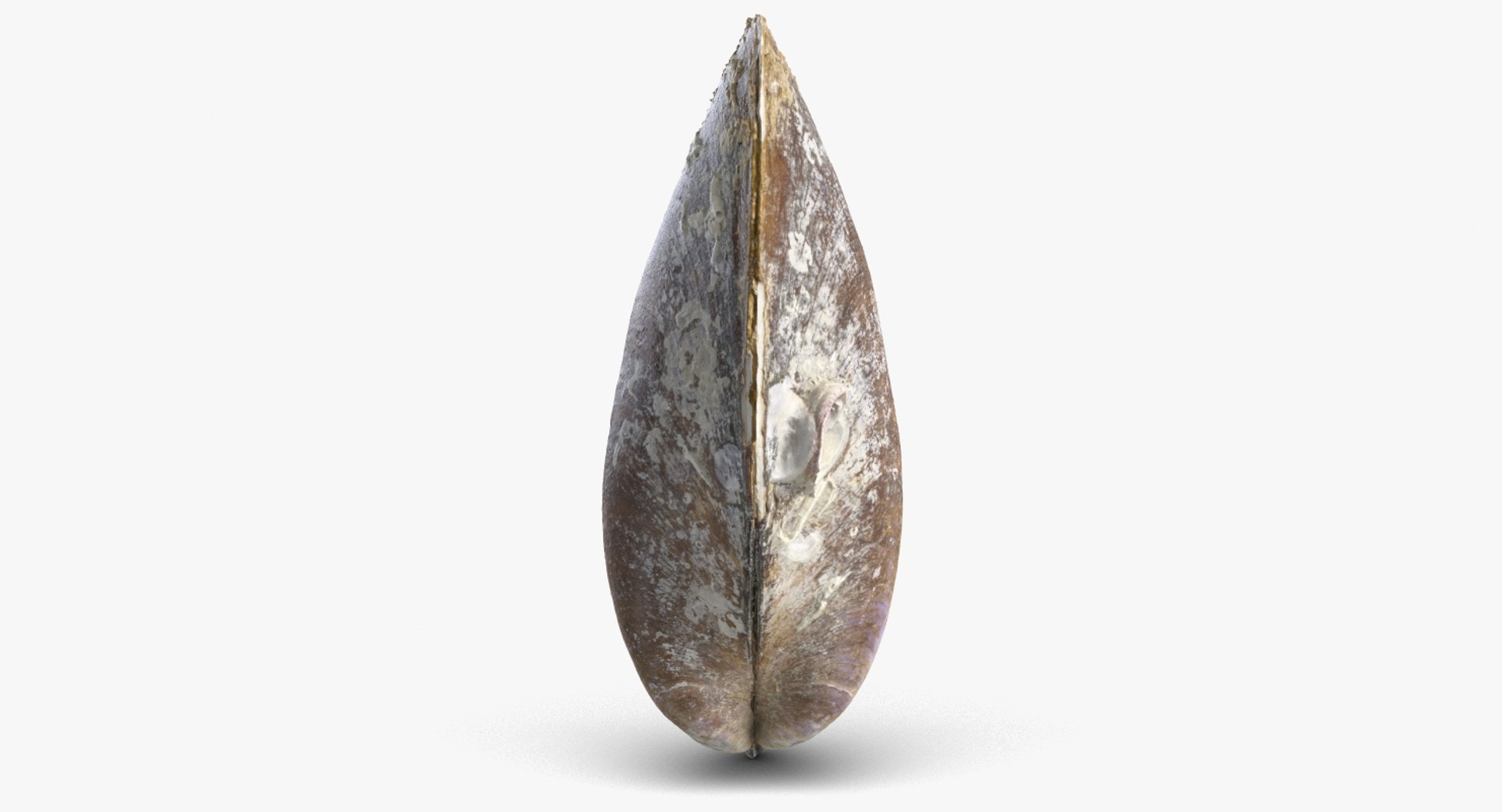 3D model mussel shell | 1143470 | TurboSquid
