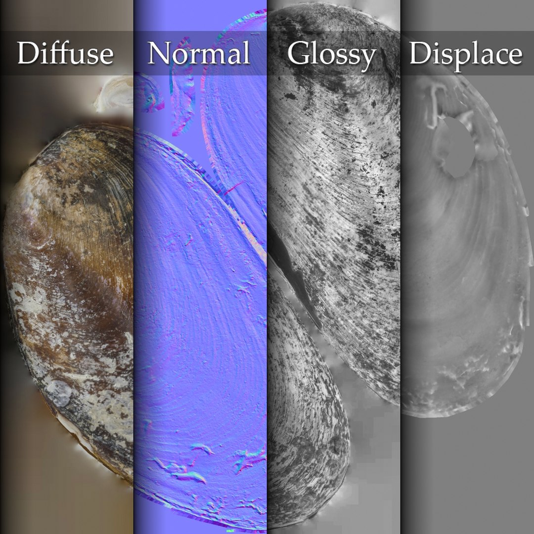 3D model mussel shell | 1143470 | TurboSquid