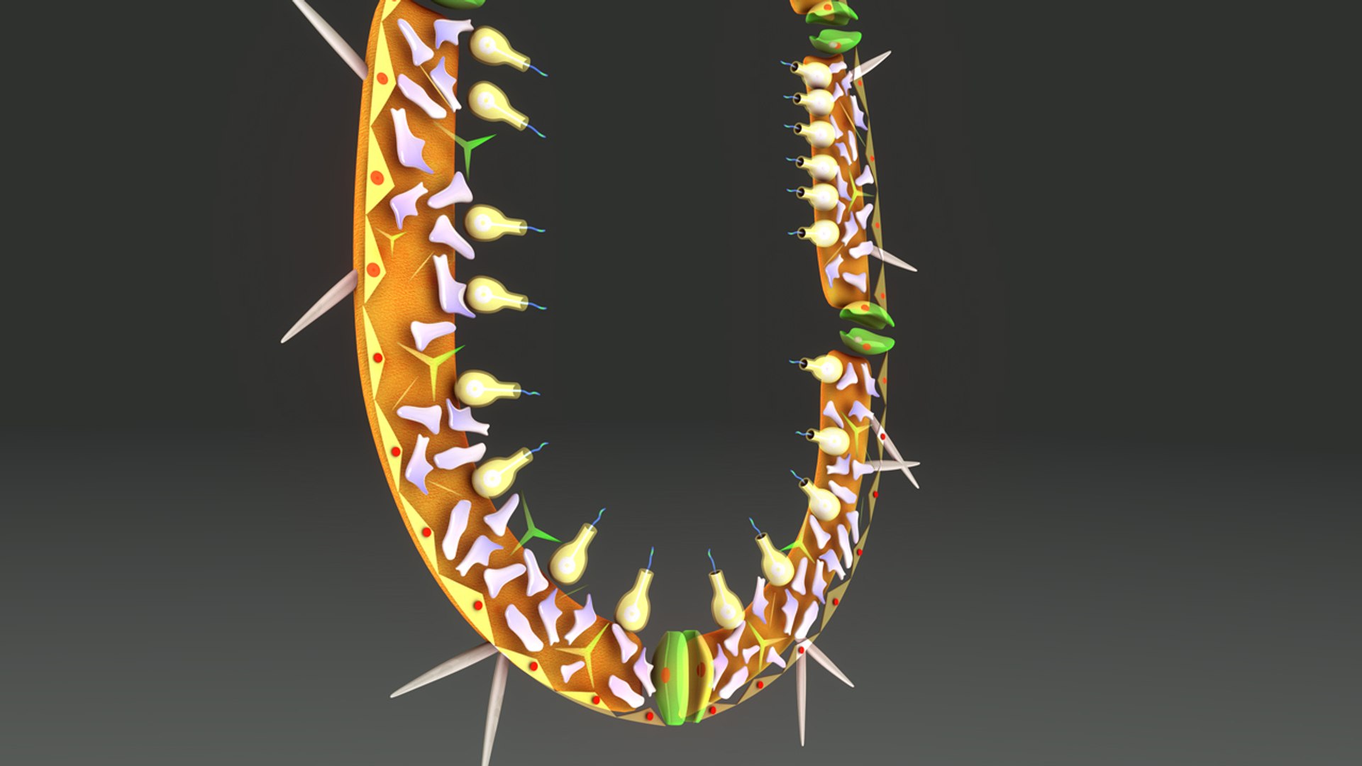 3d Obj Asconoid Sponge Anatomy