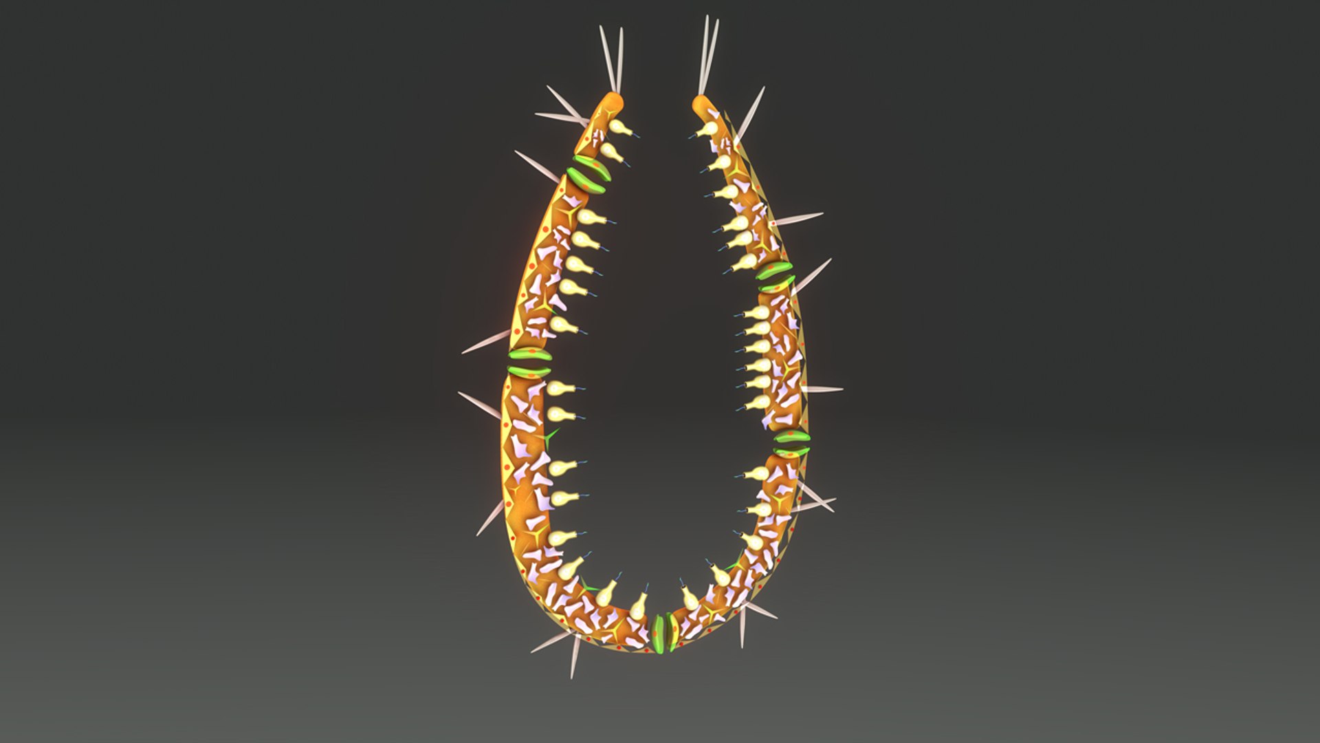 3d Obj Asconoid Sponge Anatomy