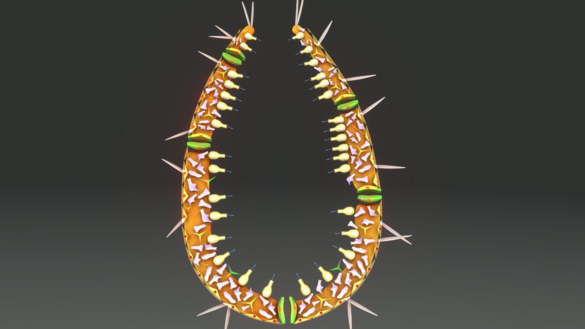 3d Obj Asconoid Sponge Anatomy