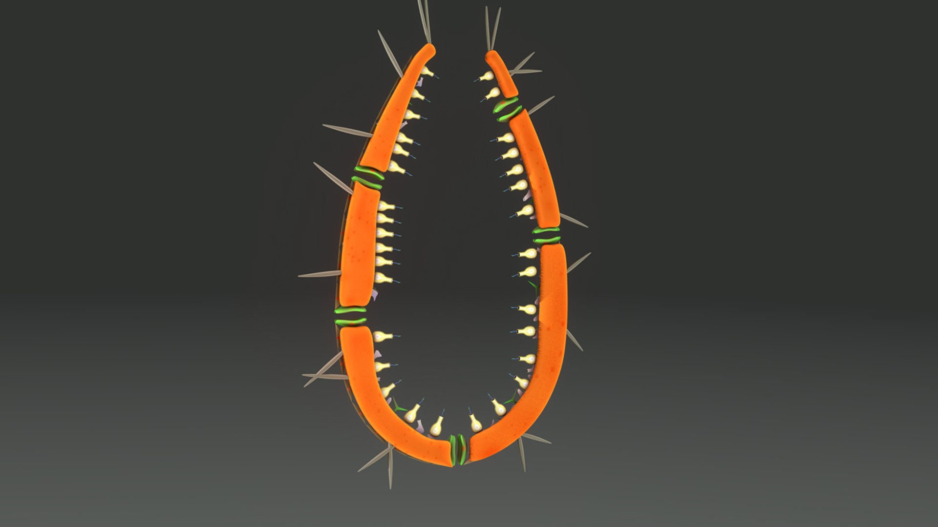 3d Obj Asconoid Sponge Anatomy