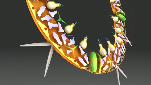 3d sponges animals phylum model