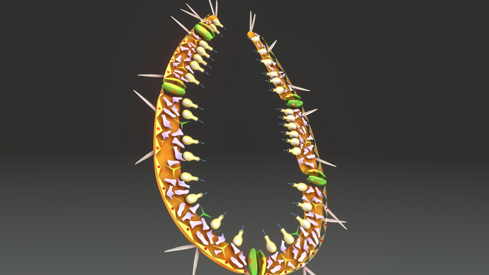 3d Obj Asconoid Sponge Anatomy
