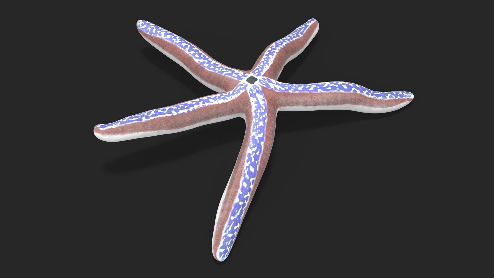 Sea Creatures Collection Model - TurboSquid 2245332