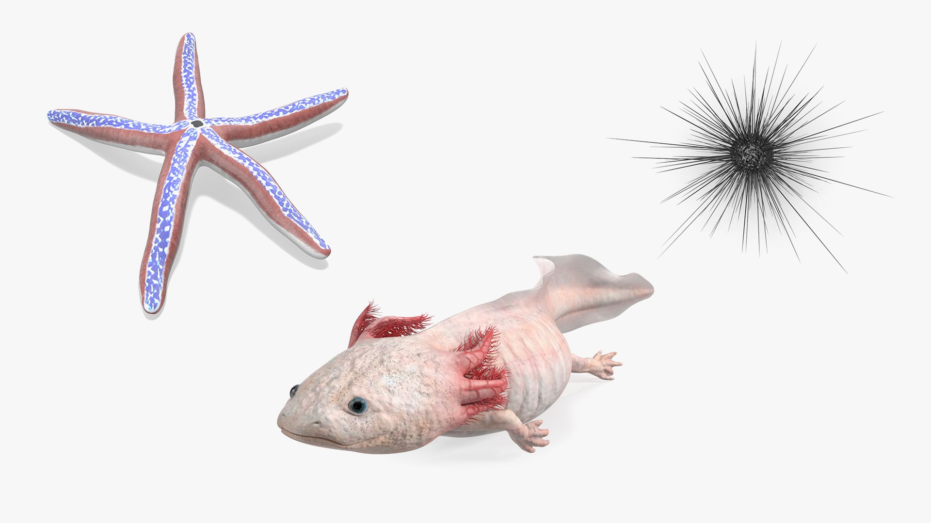 Sea Creatures Collection Model - TurboSquid 2245332