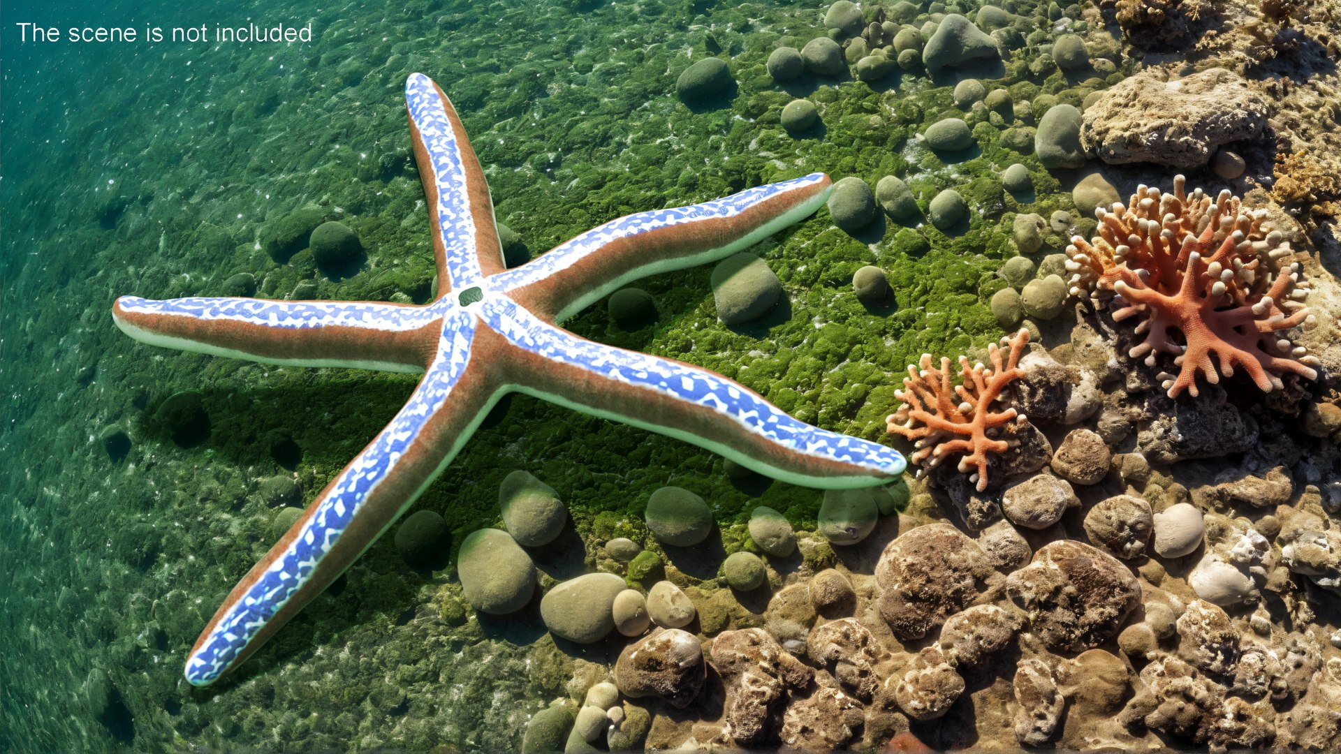 Sea Creatures Collection Model - TurboSquid 2245332