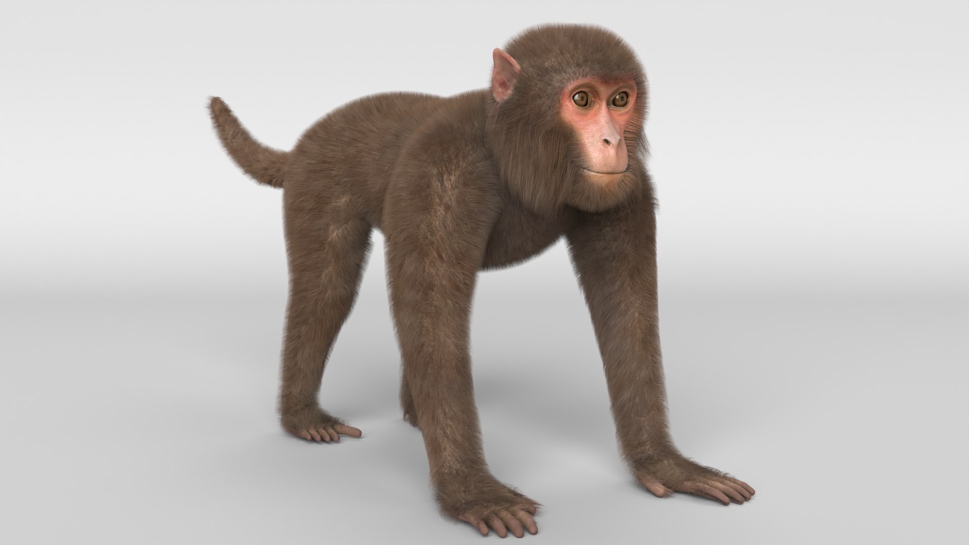 Small Monkey 3D Model - TurboSquid 2118871