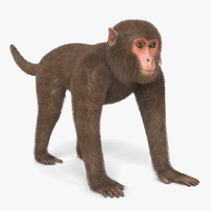 3D Monkey Models - Browse & Download Formats - TurboSquid