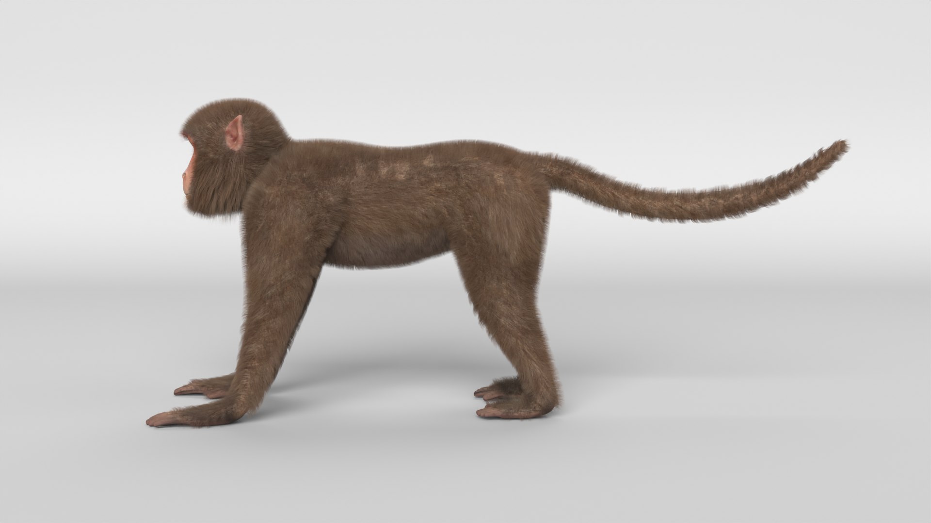 Small Monkey 3D Model - TurboSquid 2118871
